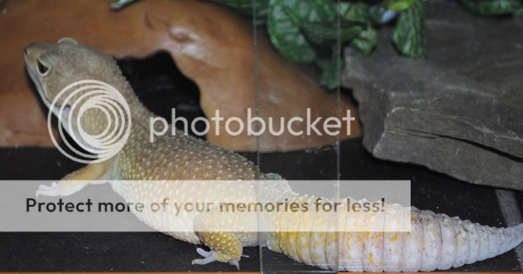 Murphy Patternless Baby Update =] | Reptile Forums