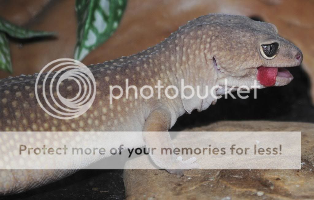 Long Time No Post (Leopard Geckos) :) | Reptile Forums