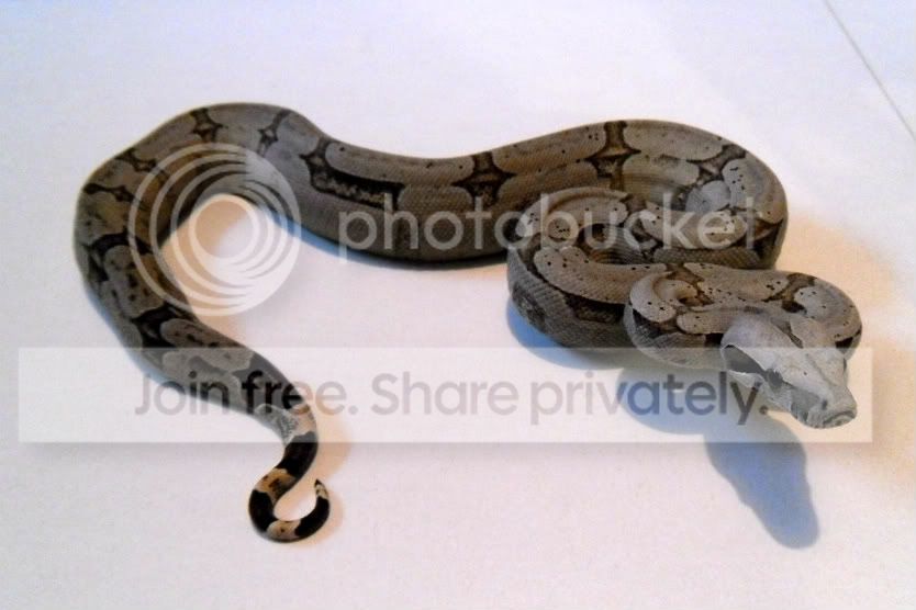 SW England - 1.1 Bolivian silverback BCA (Boa Constrictor Amarali ...