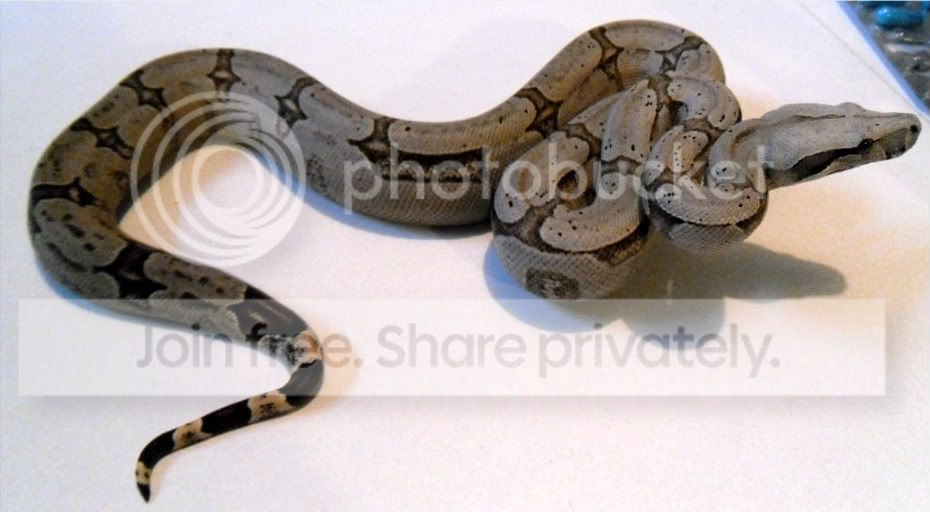 SW England - 1.1 Bolivian silverback BCA (Boa Constrictor Amarali ...