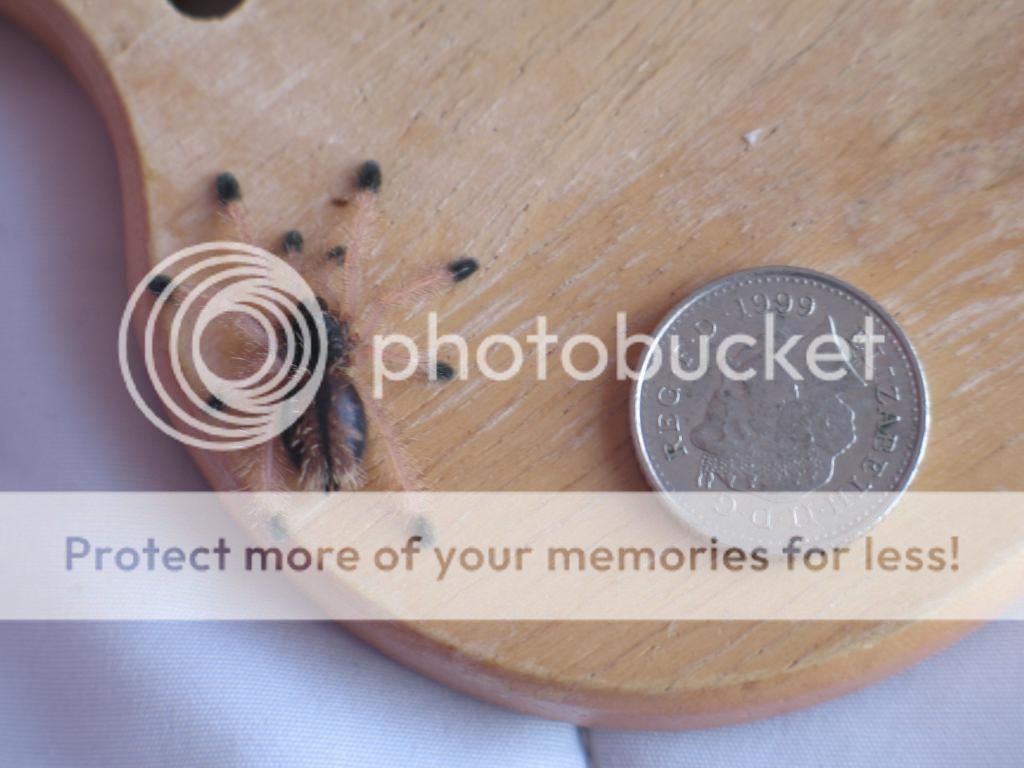 1 Year Growth Avicularia kwitara (Giant Green Pink Toe) | Reptile Forums