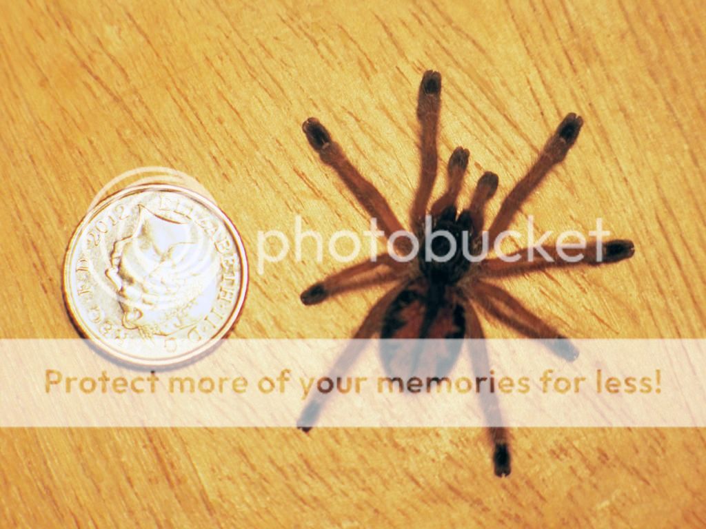 1 Year Growth Avicularia kwitara (Giant Green Pink Toe) | Reptile Forums