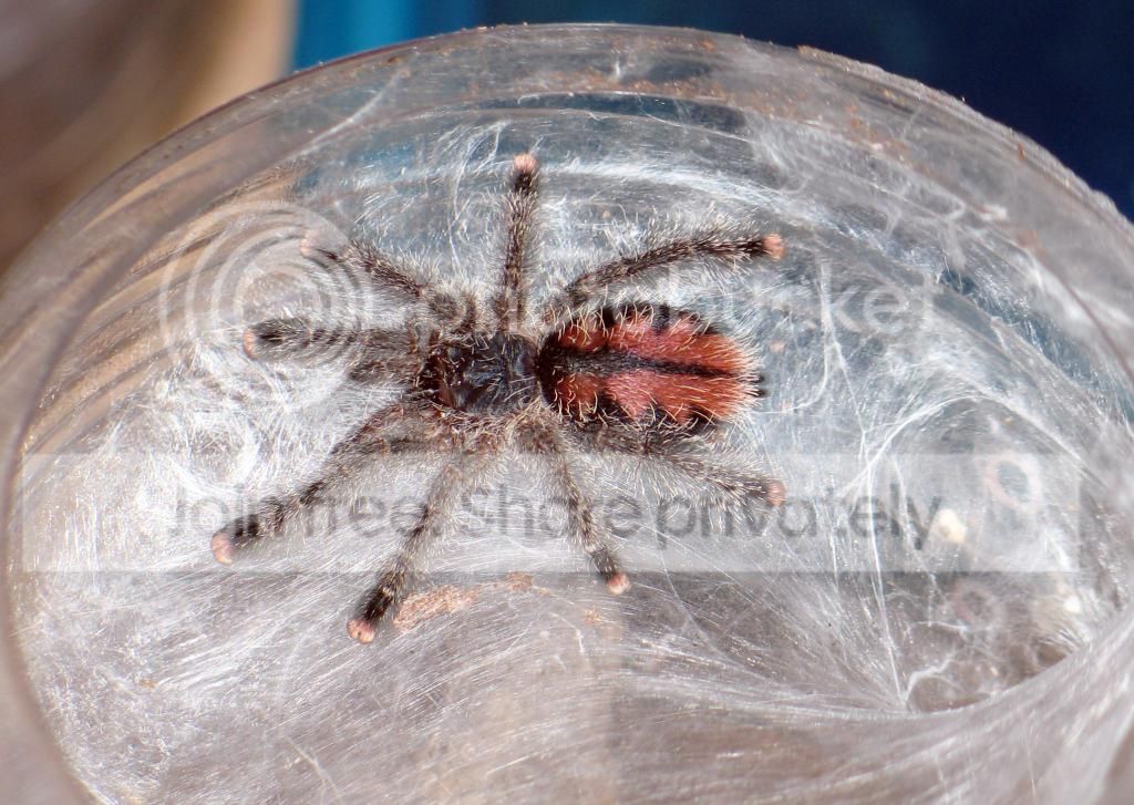 My best tarantula pictures in one place. | Reptile Forums