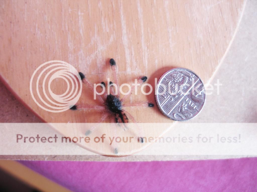 1 Year Growth Avicularia kwitara (Giant Green Pink Toe) | Reptile Forums