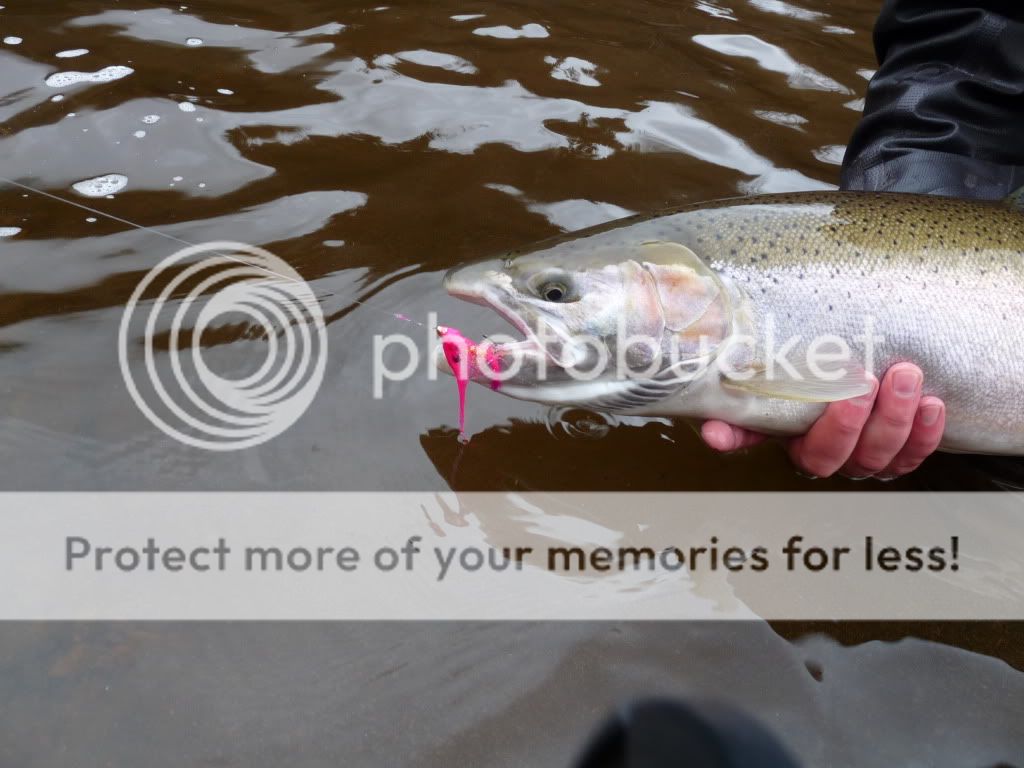 Pink worm flies | BC Fly Fishing Forums